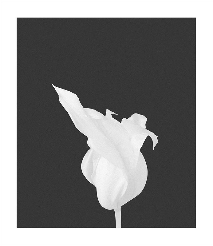 Gilbert Hage, Tanit Gallery • SELECTIONS ARTS MAGAZINE